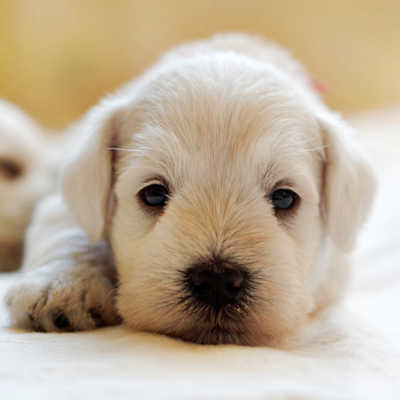 Puppy Care - Playful Paws