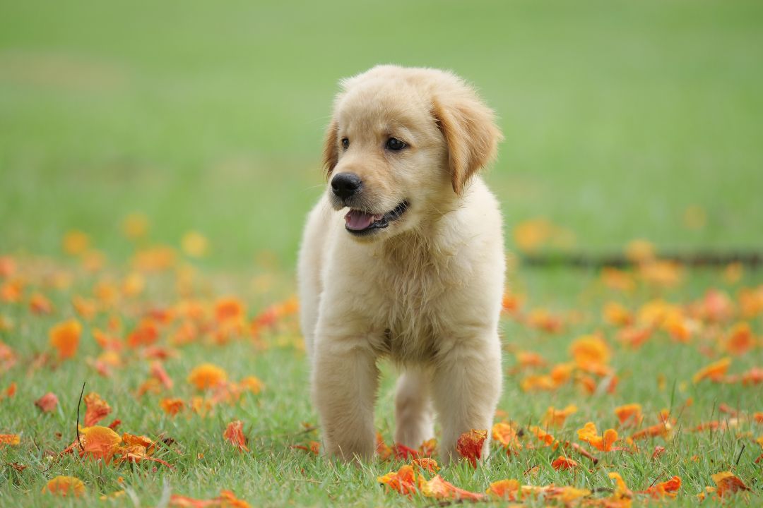 Puppy Care - Playful Paws